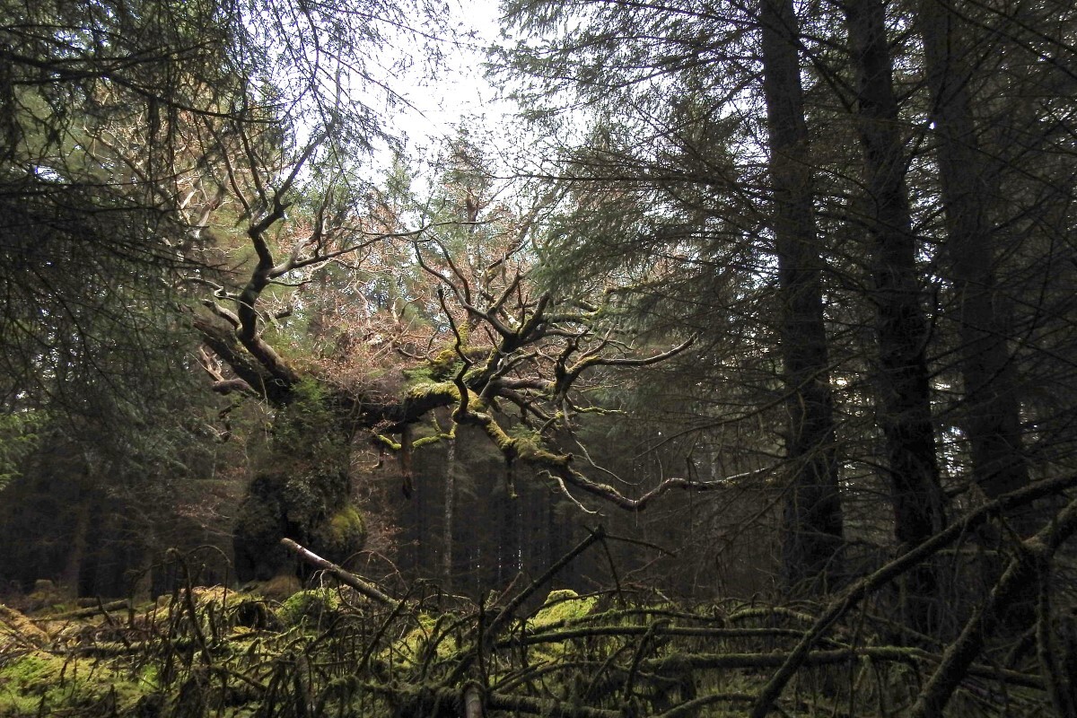 West Coast Today - News - Lochaber oak named UK Tree of the Year