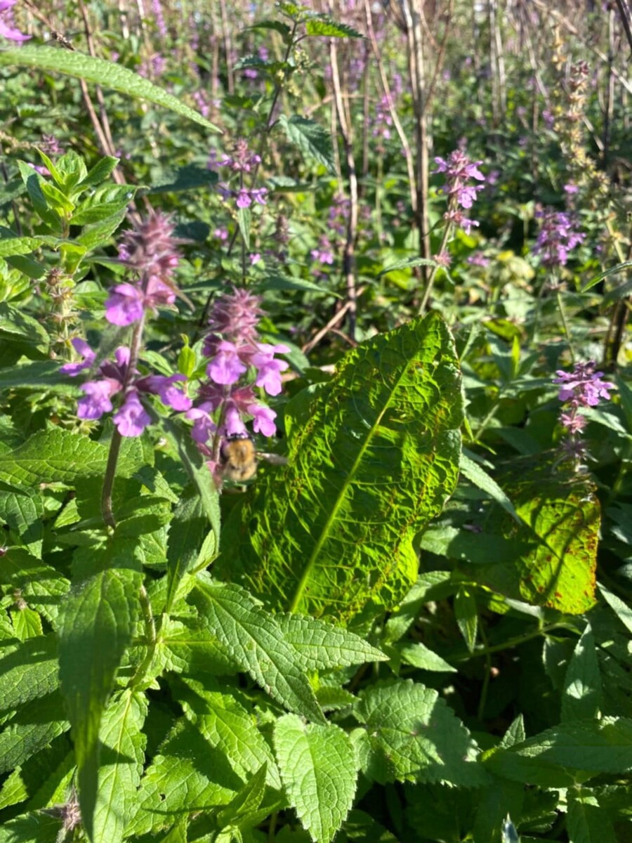 West Coast Today - News - Campbeltown’s biodiversity is 'good but could ...