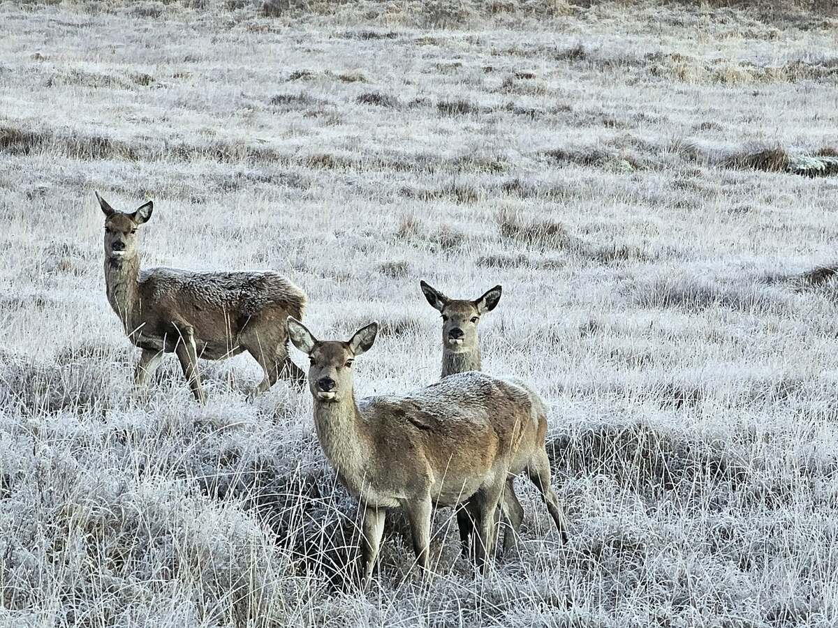 West Coast Today - Media Library - NO_T01_Binmans_view_deer_in_the ...