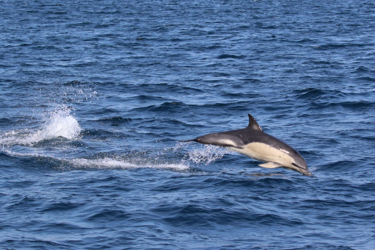 West Coast Today - Media Library - WEB_NO_TWK1_CommonDolphin_2024_HWDT ...