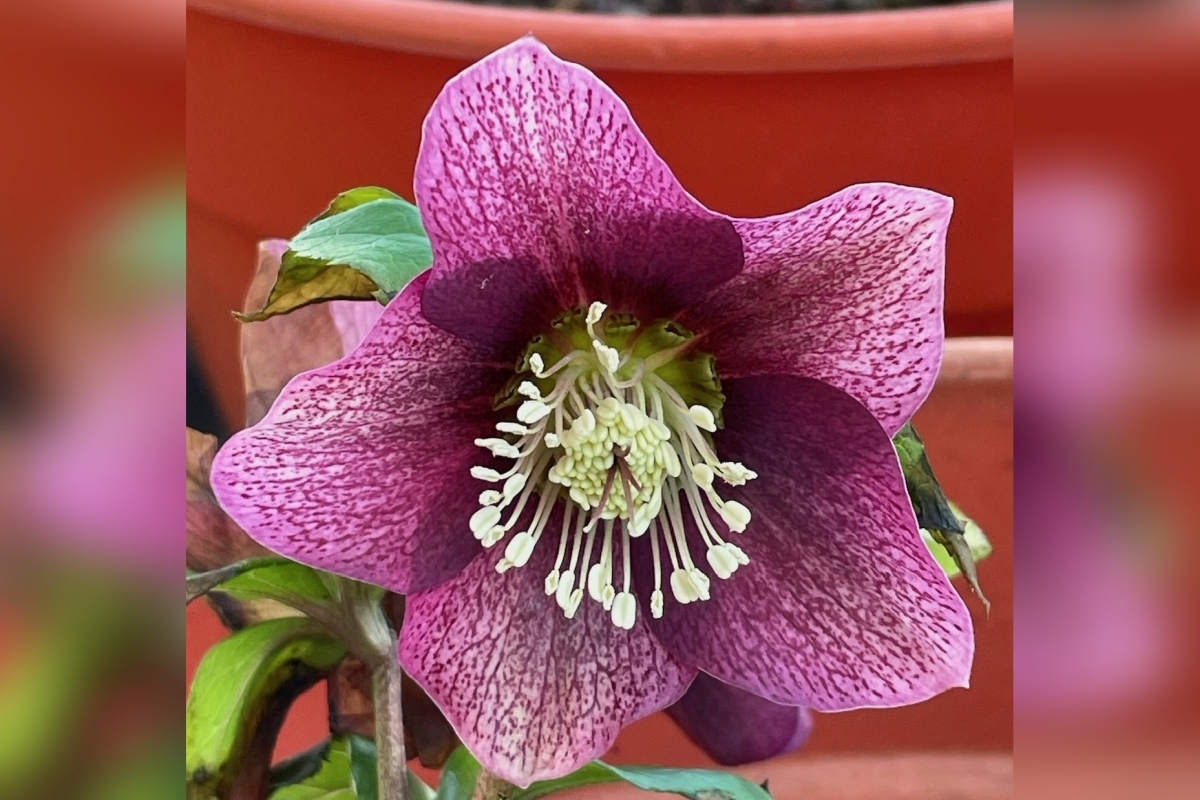 West Coast Today - Media Library - Arlene Green of Tayvallich took this ...