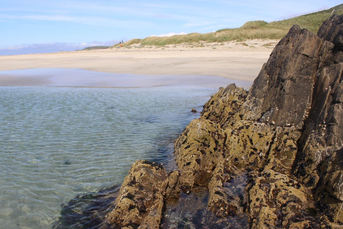 West Coast Today - News - Study finds rocky seashore species affected ...
