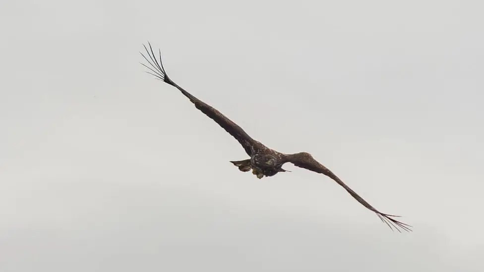 West Coast Today - Heritage - RSPB on the lookout for Kinky the ...