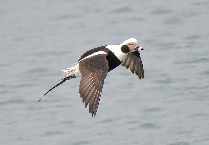 West Coast Today - Heritage - A scarce visitor to Arran: the long ...