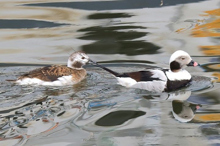 West Coast Today - Heritage - A scarce visitor to Arran: the long ...