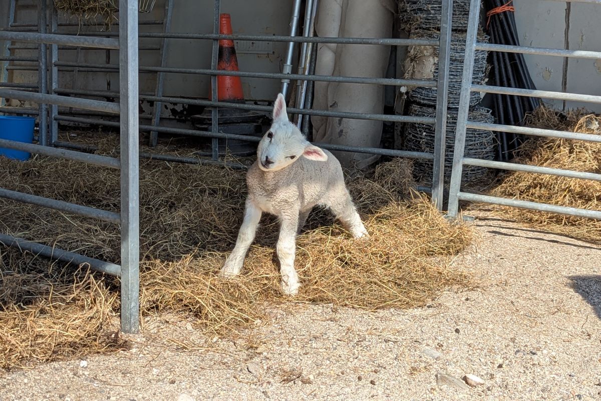 West Coast Today - News - Wonky Tiree lamb becomes Tiktok star!