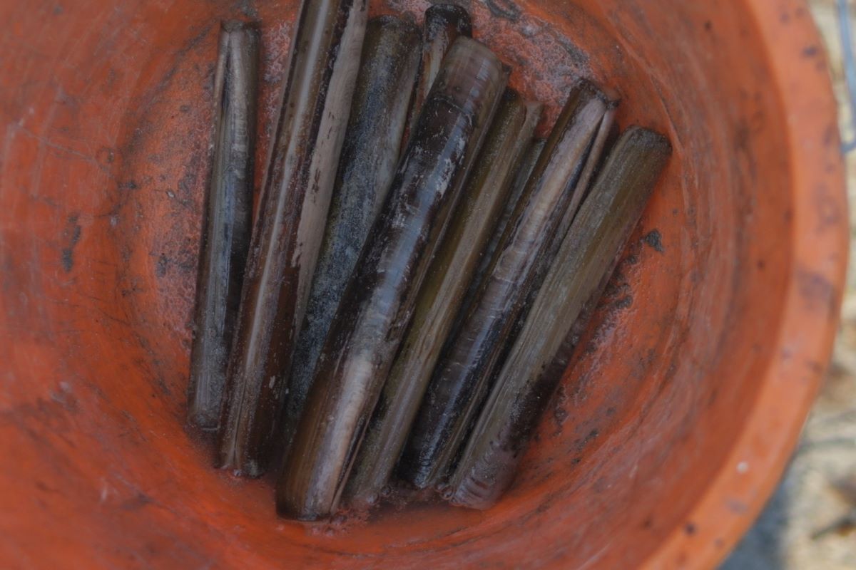 West Coast Today - Media Library - NO_T17_Foraging_show_06_Razor_Clam ...