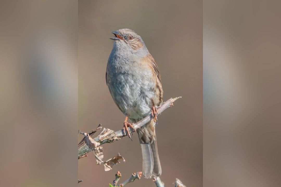 West Coast Today - Media Library - A dunnock in song to establish its ...