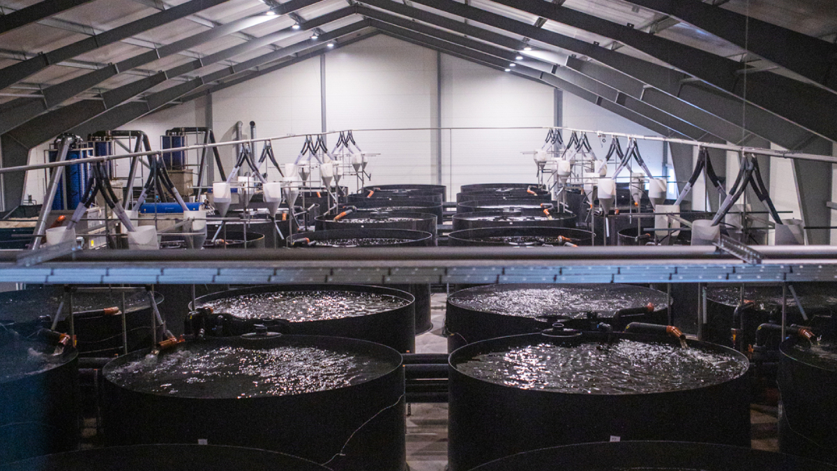 Fish Farmer - Features - Fresh thinking: Land-based farming case study