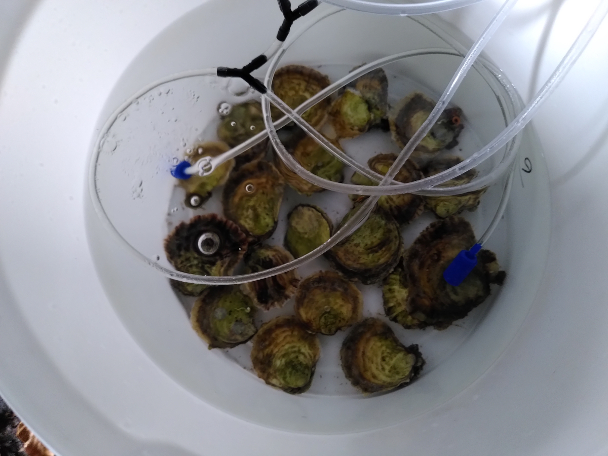 Fish Farmer - News - Non-lethal parasite test uses the DNA in ‘oyster poo’