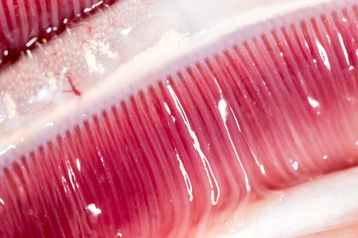 Fish Farmer - Features - Mucus is the key to gill health, study finds