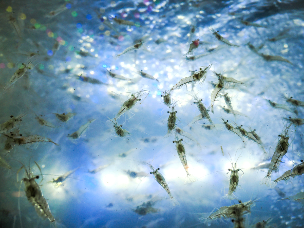 Fish Farmer - LAND BASED FARMING & HATCHERIES - Shrimp in a cold climate