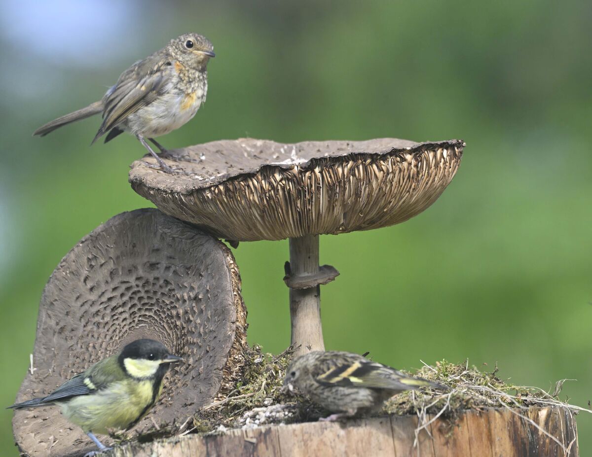 West Coast Today - Media Library - A young robin, without the red ...