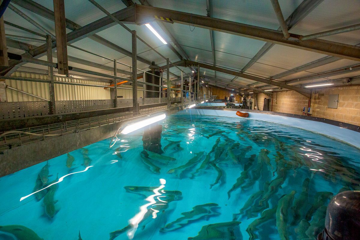 Fish Farmer - What's New - Advancing salmon genetics