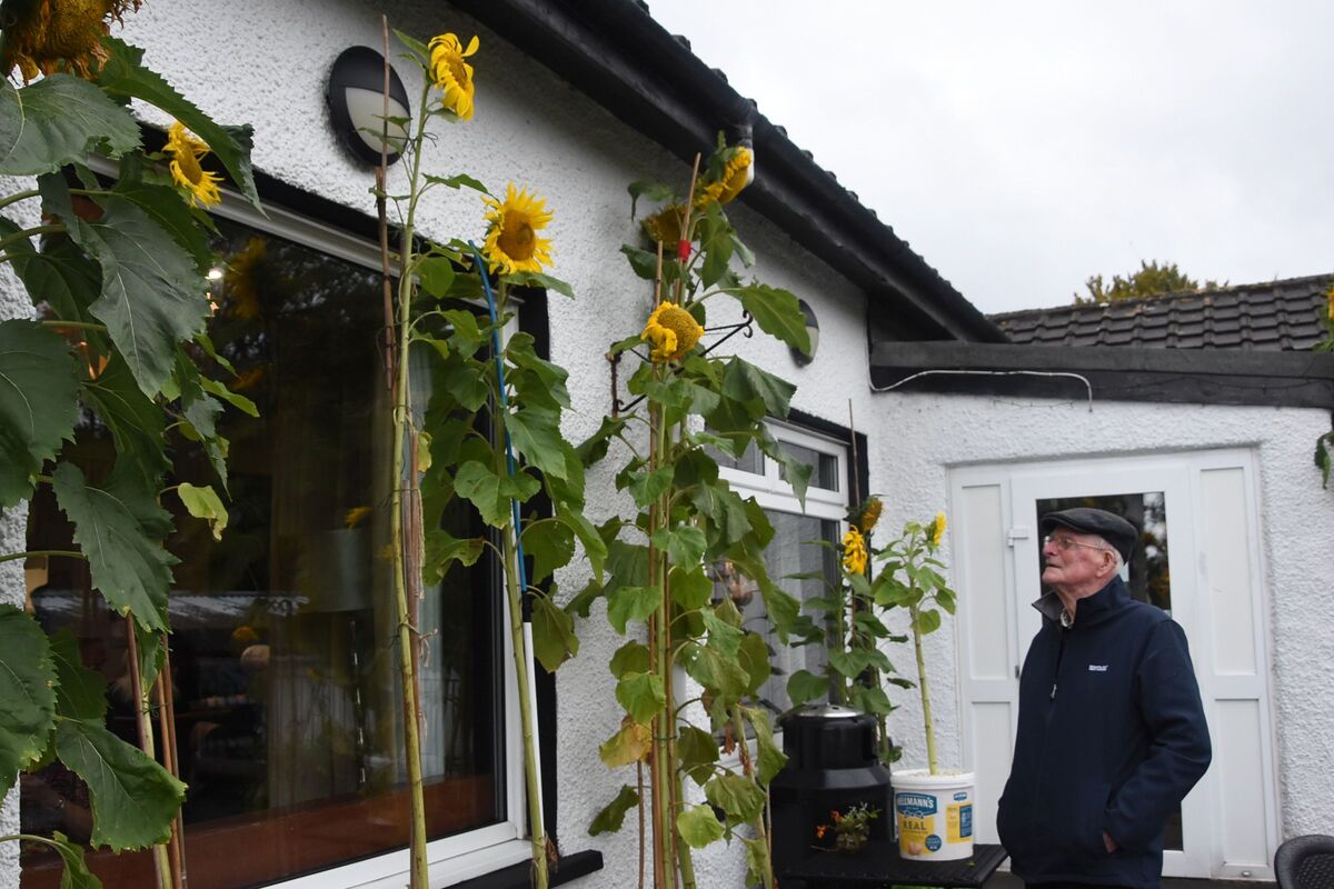 West Coast Today - News - Nepotism claims resurface at sunflower ...