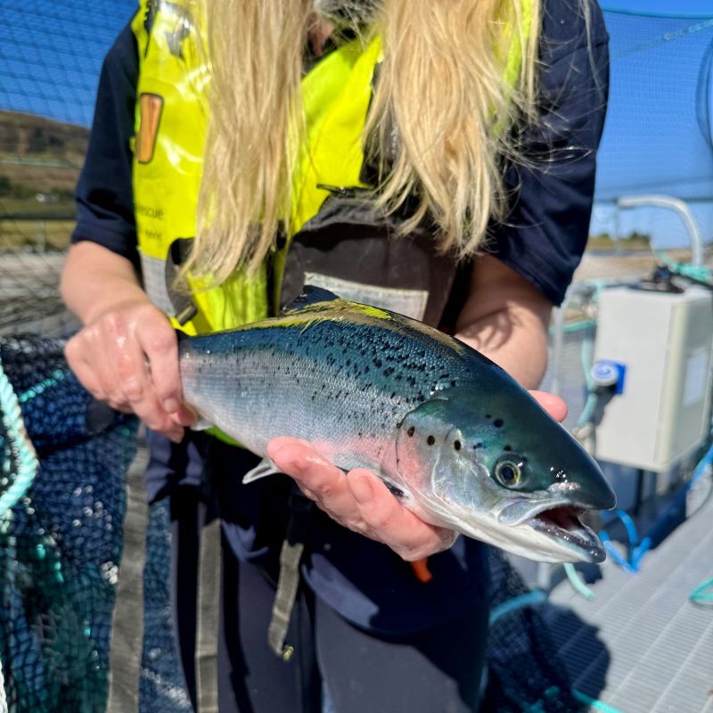 West Coast Today - All Content - WCT - MOWI: Harvesting the Future of ...