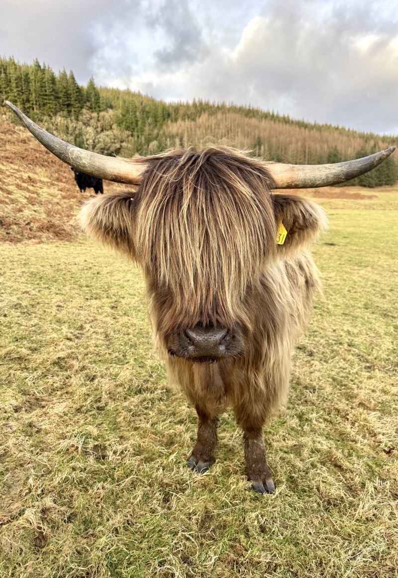 West Coast Today - All Content - WCT - Sheep with dirty knees take the prize in Loch Awe competition