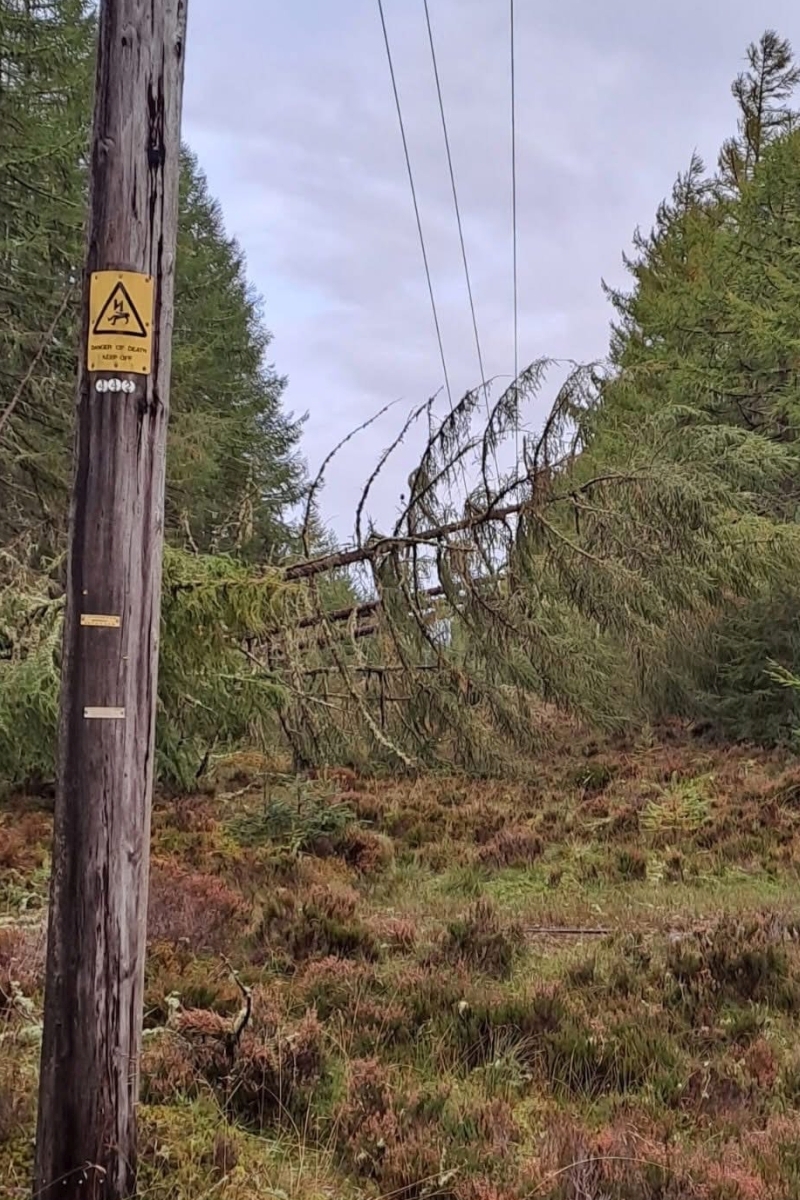West Coast Today - Media Library - Trees brought power lines down ...