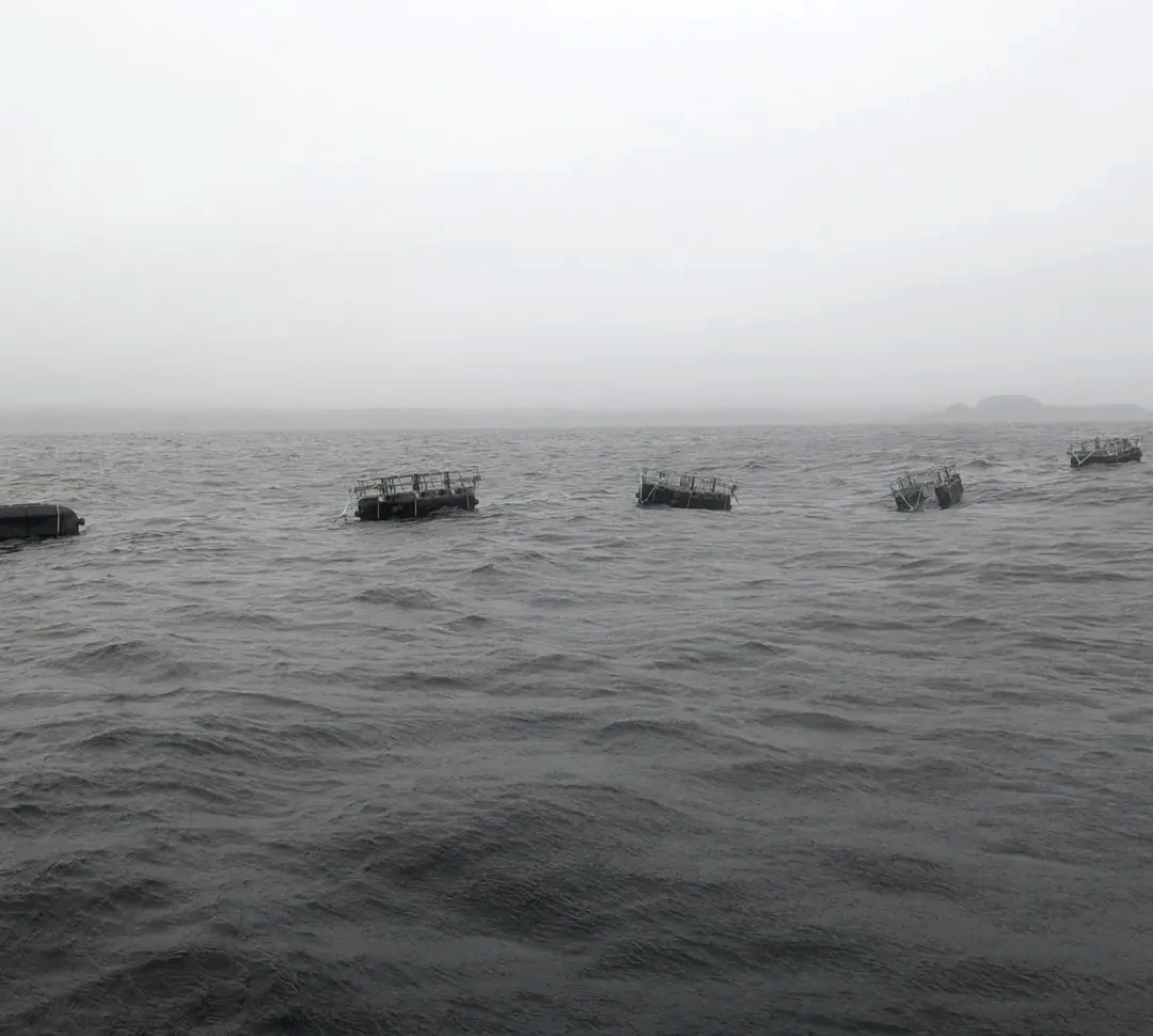 Fish Farmer - News - Researchers aim to breed better native oysters