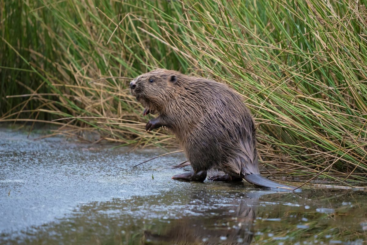 West Coast Today - News - Lochaber prepares for beavers with lessons ...