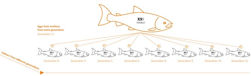 Fish Farmer - What's New - The power of genetics - AquaGen’s breeding ...