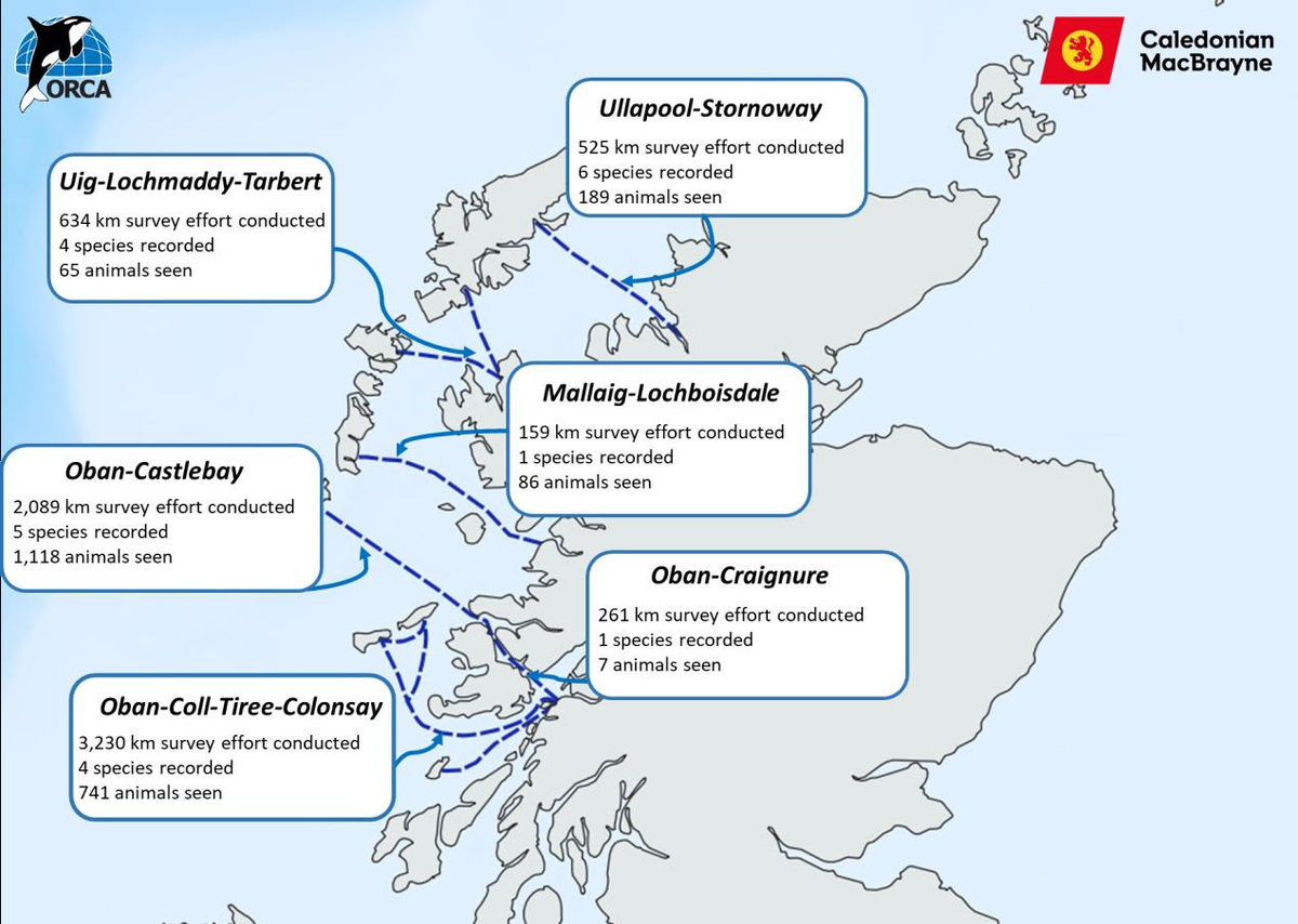 West Coast Today - News - Marine life sightings double on CalMac sailings