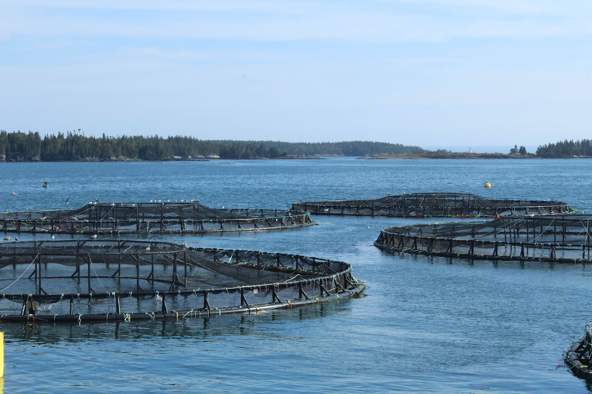 Fish Farmer - News - Canadian Atlantic provinces overtake BC in salmon ...