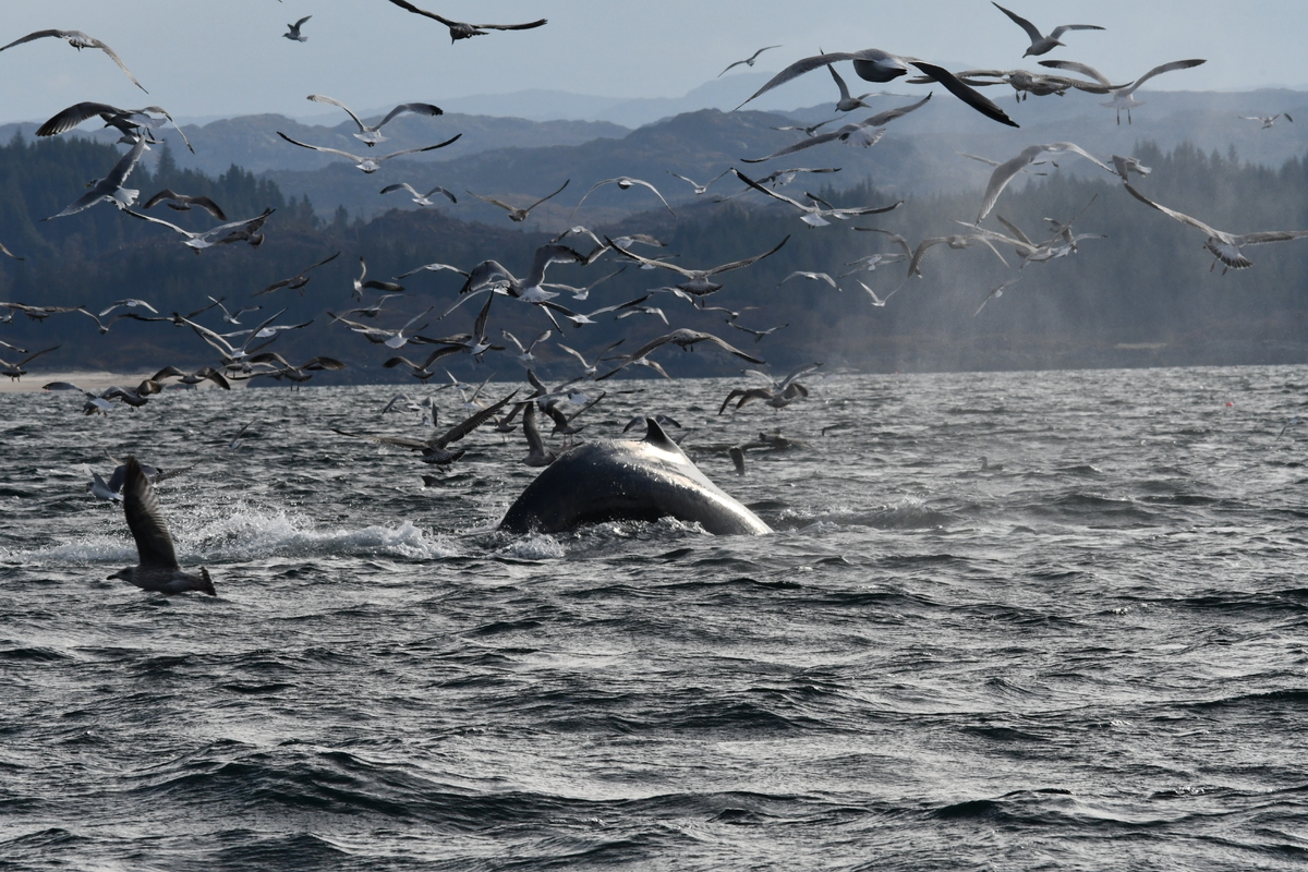 West Coast Today - All Content - WCT - Over 100,000 whale dolphin and ...
