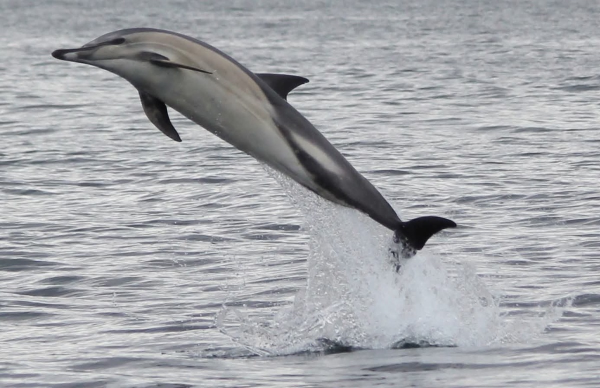 West Coast Today - All Content - WCT - Over 100,000 whale dolphin and ...