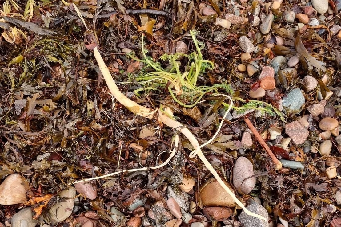 West Coast Today - All Content - WCT - Poisonous water hemlock warning ...