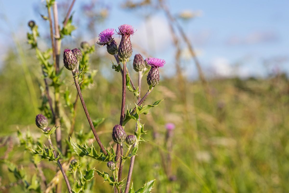 West Coast Today - News - Five Oban sites selected for 2026 green space ...