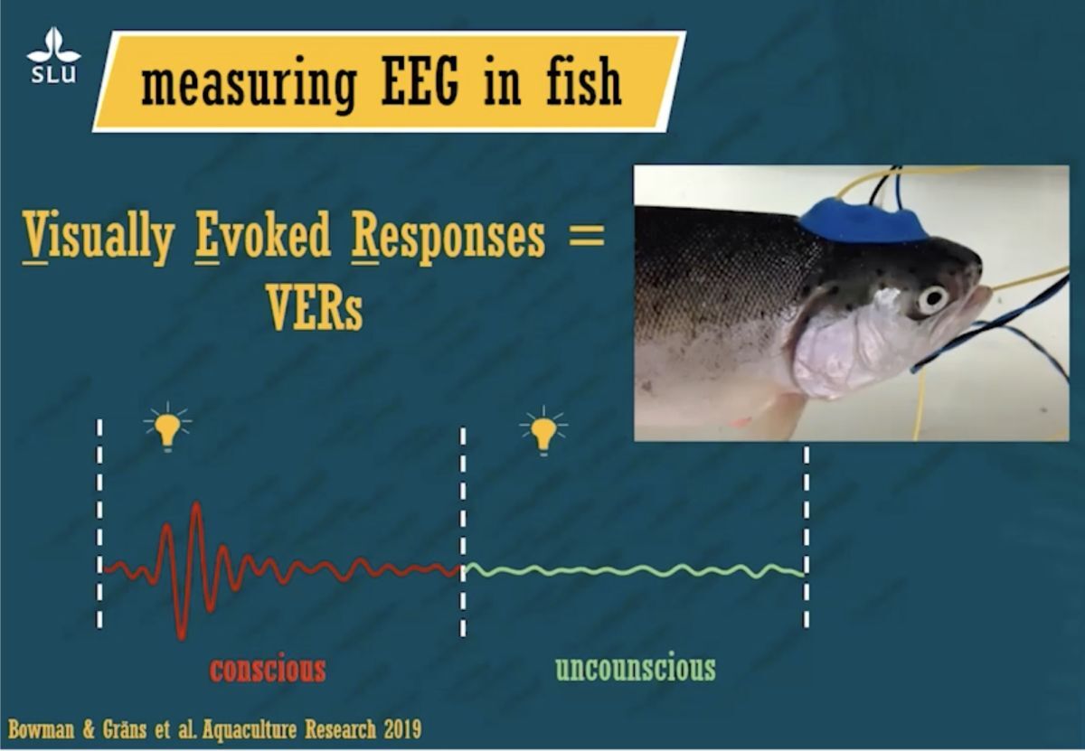 Fish Farmer - News - Center for Responsible Seafood receives $1.1M for ...