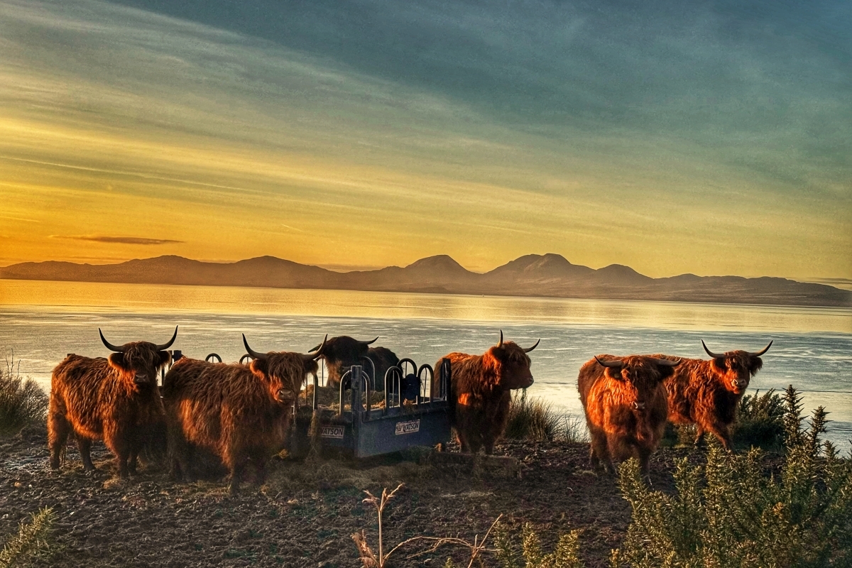 West Coast Today - Media Library - Ormsary Highland cows with Jura in ...