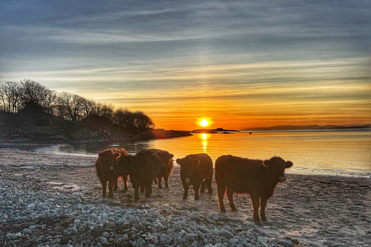 West Coast Today - Media Library - Ormsary Highland cows in a winter ...