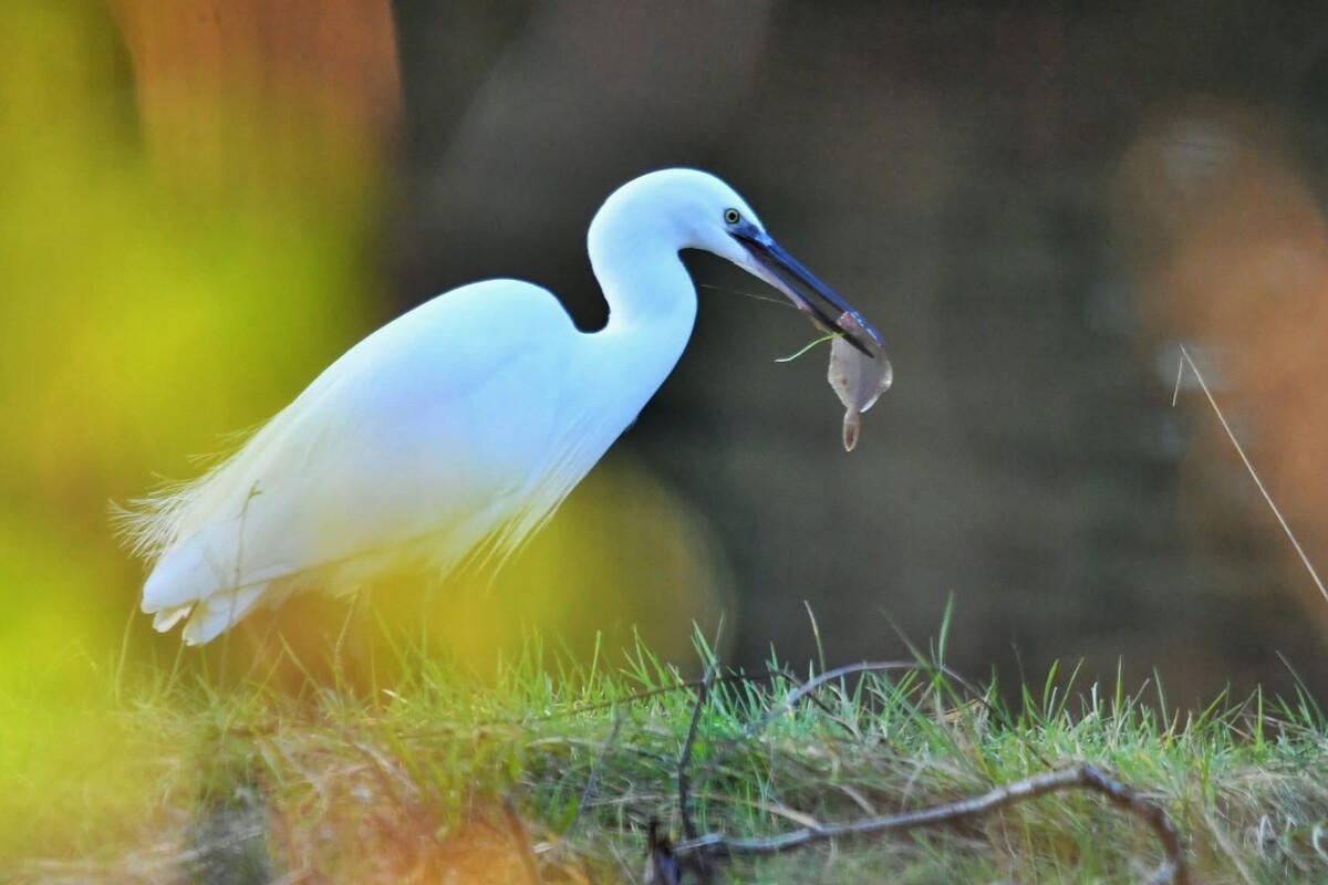 West Coast Today - Heritage - Little egret colonising Arran