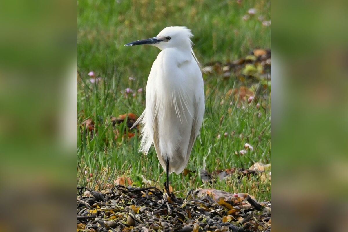 West Coast Today - Heritage - Little egret colonising Arran