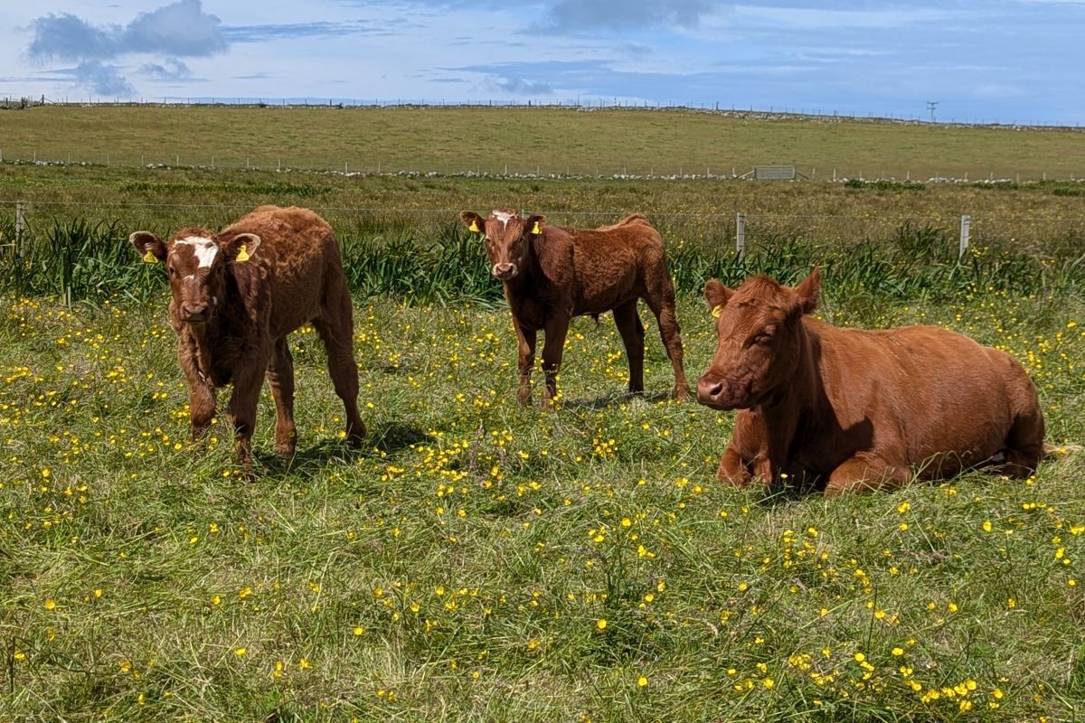 West Coast Today - News - Tiree opens UK's first community-owned vets ...
