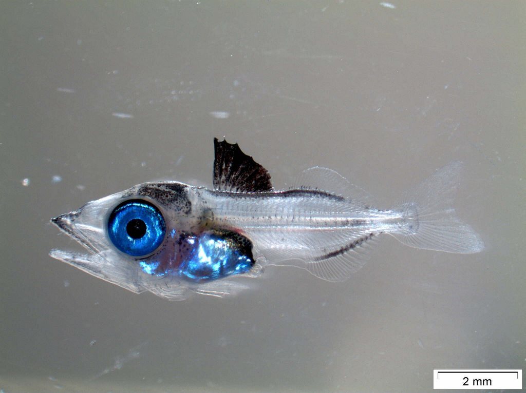 Fish Farmer - Fish Farmer - All Content - A breakthrough for tuna