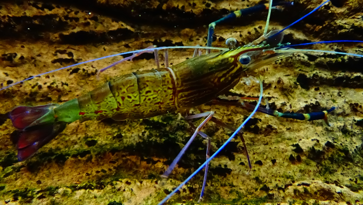 Fish Farmer - Features - Aquaculture lessons from Georgia