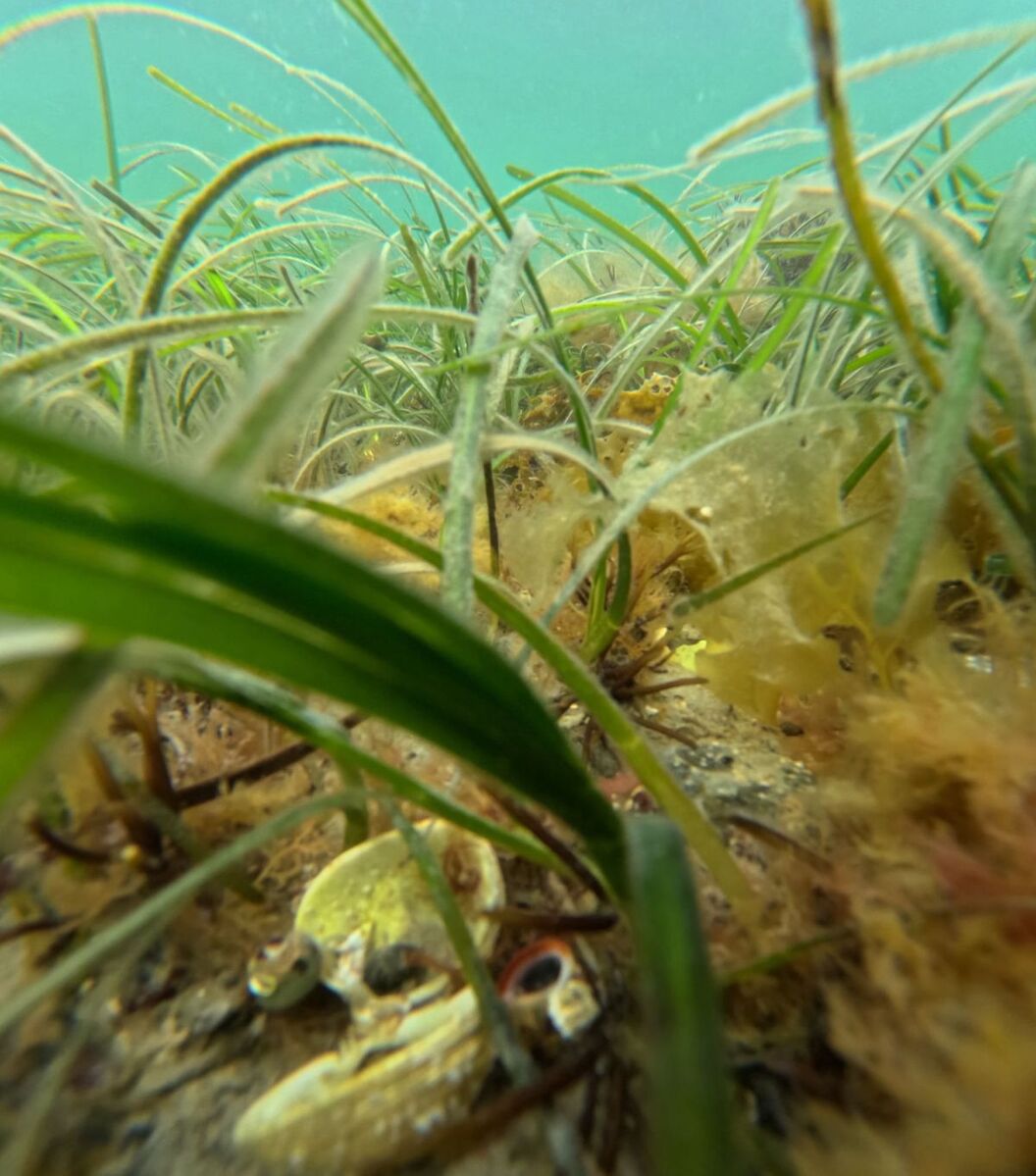 West Coast Today - All Content - WCT - 'Grow' wild and be a seagrass ...
