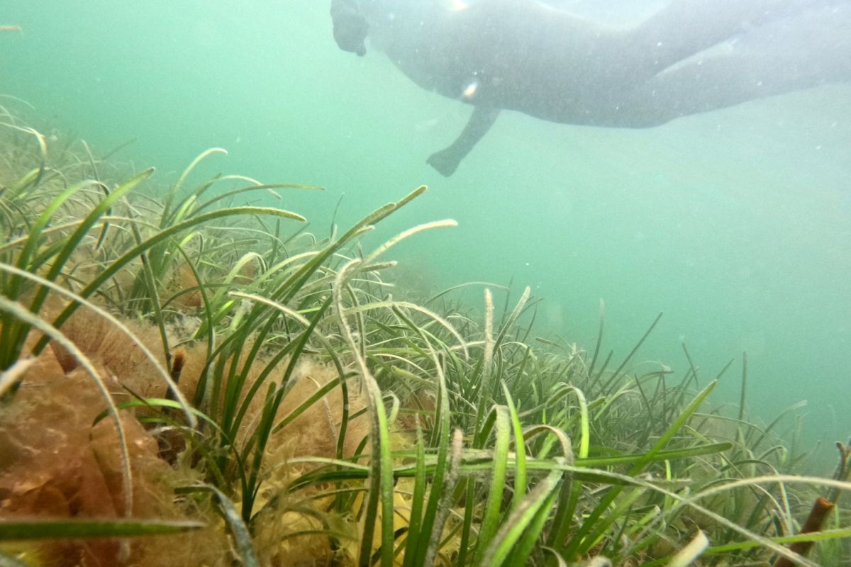 West Coast Today - All Content - WCT - 'Grow' wild and be a seagrass ...