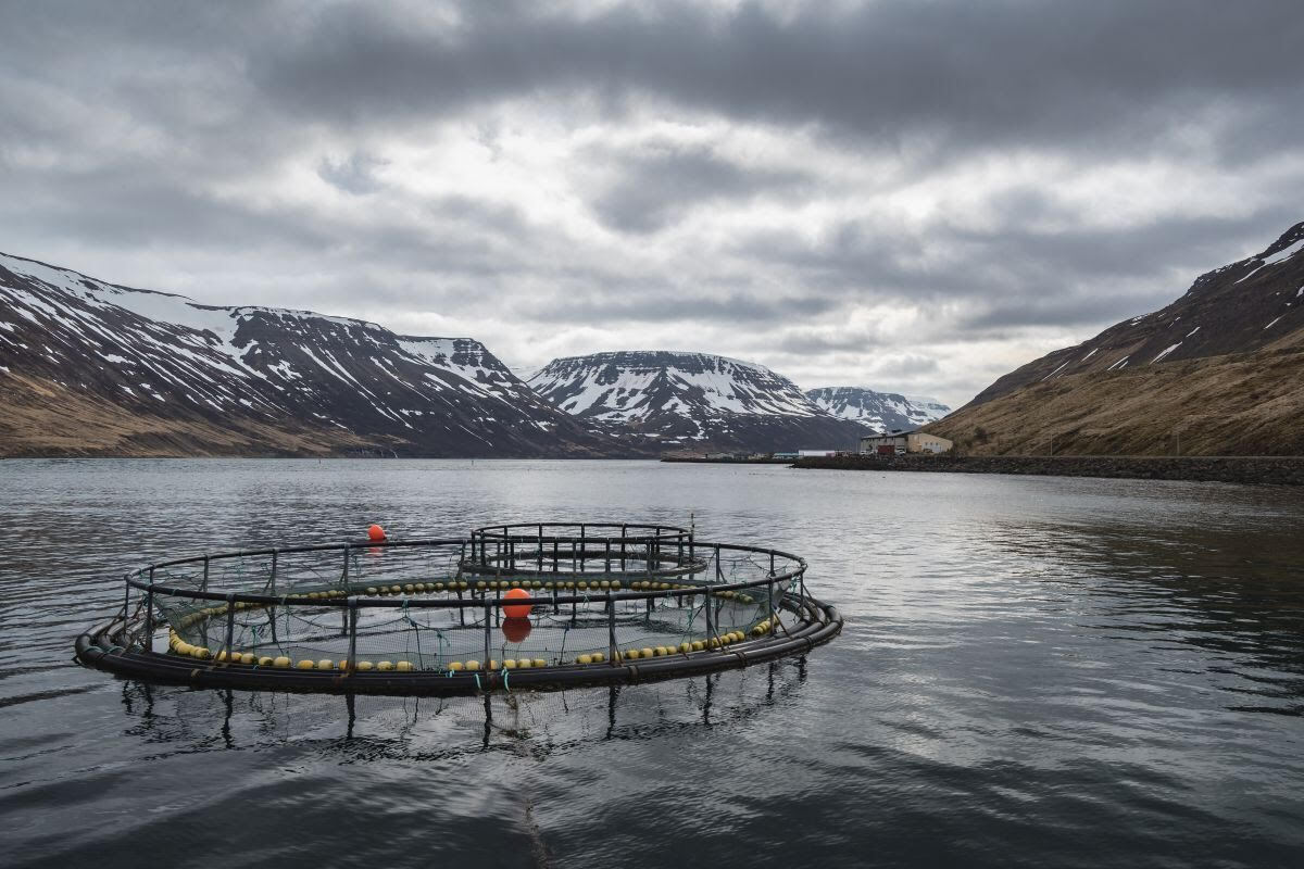 Fish Farmer - Fish Farmer - All Content - Iceland fish farming up, but ...