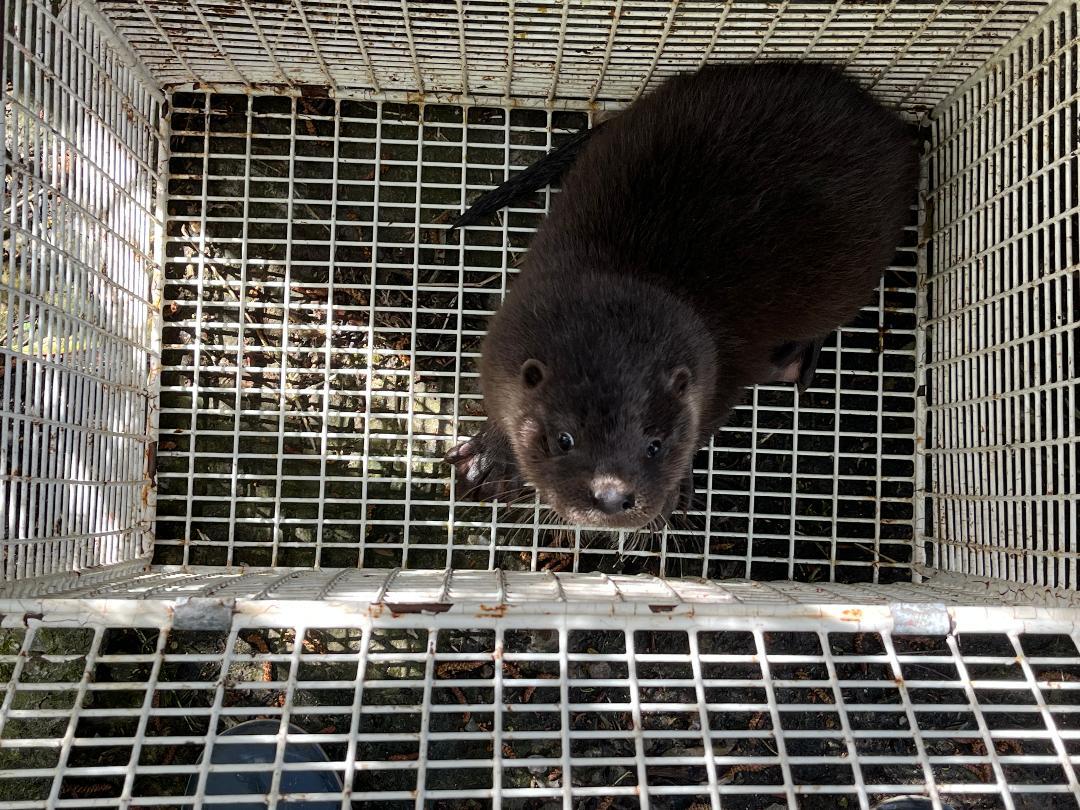 West Coast Today - News - Tyree the otter thriving on World Otter Day