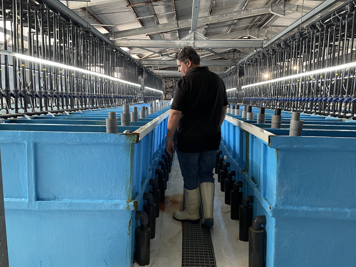 Fish Farmer - News - Selective breeding achieves dramatic gain in sea ...